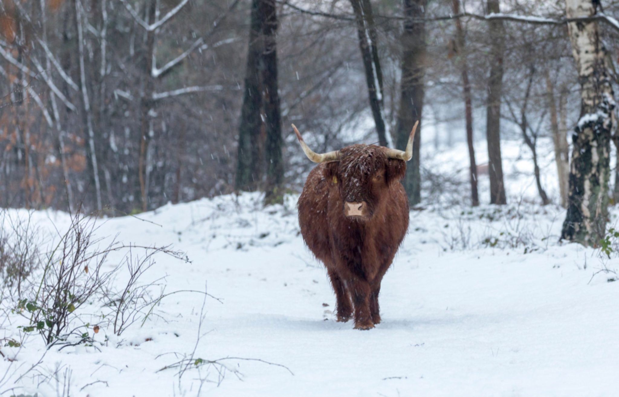 Christmas in Inverness, Scotland | Abbey Holidays Loch Ness